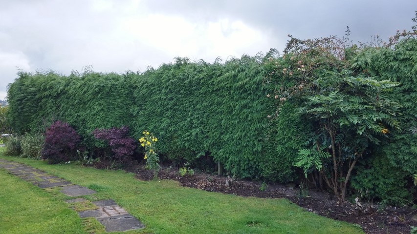 Hedge Reduction - AA Tree Surgeons