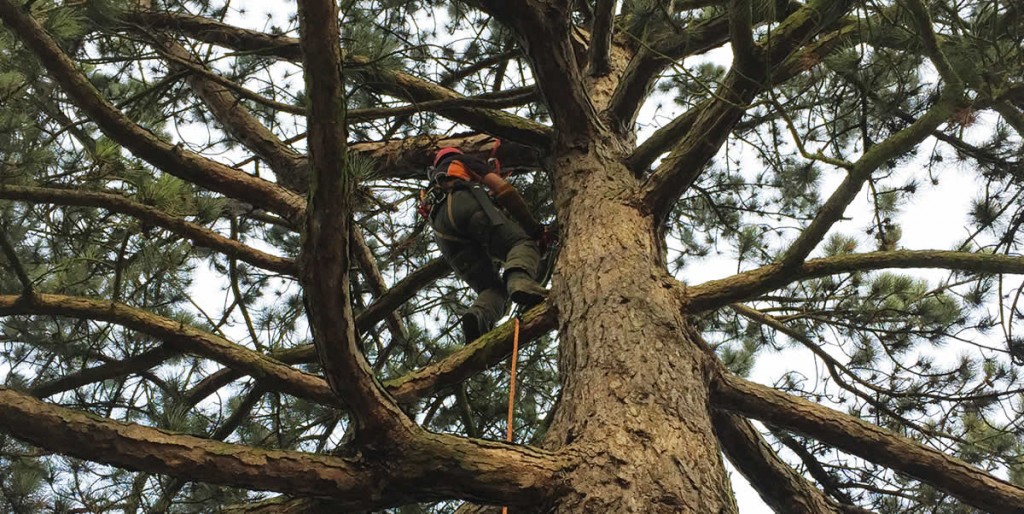 Home - AA Tree Surgeons